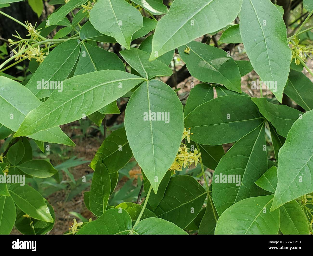 common hoptree (Ptelea trifoliata Stock Photo - Alamy