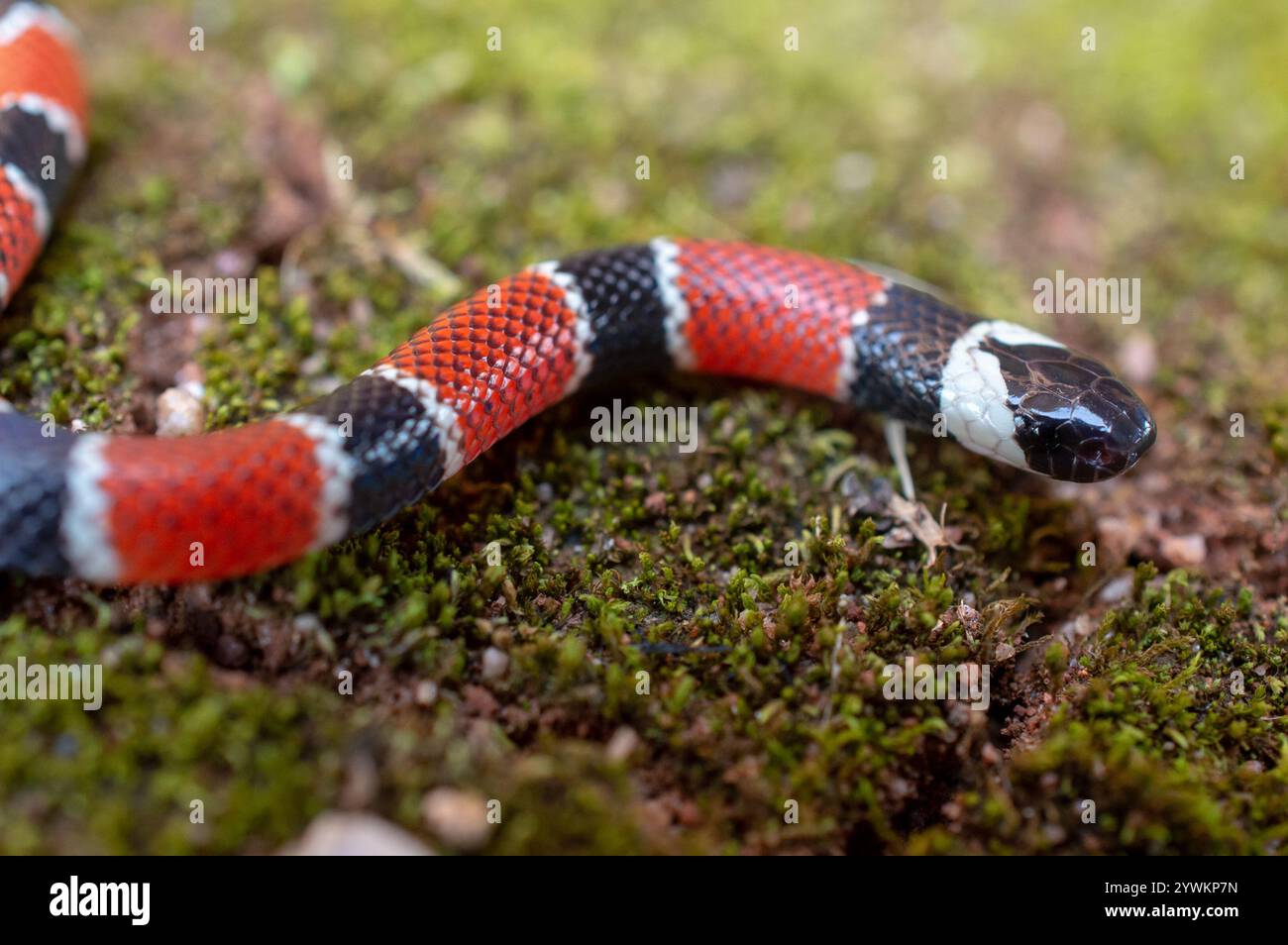 Painted Coralsnake (Micrurus corallinus Stock Photo - Alamy