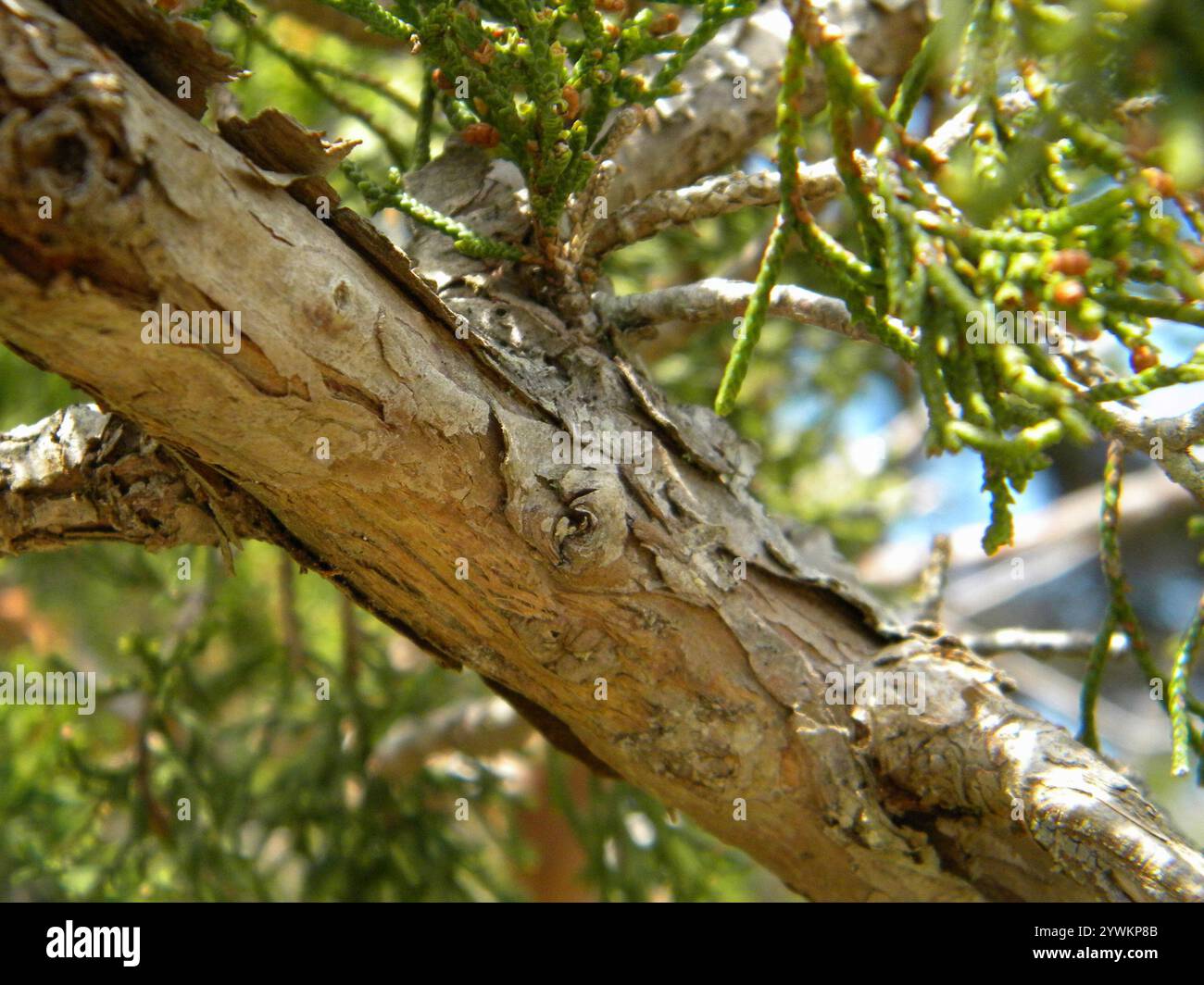 eastern redcedar (Juniperus virginiana Stock Photo - Alamy