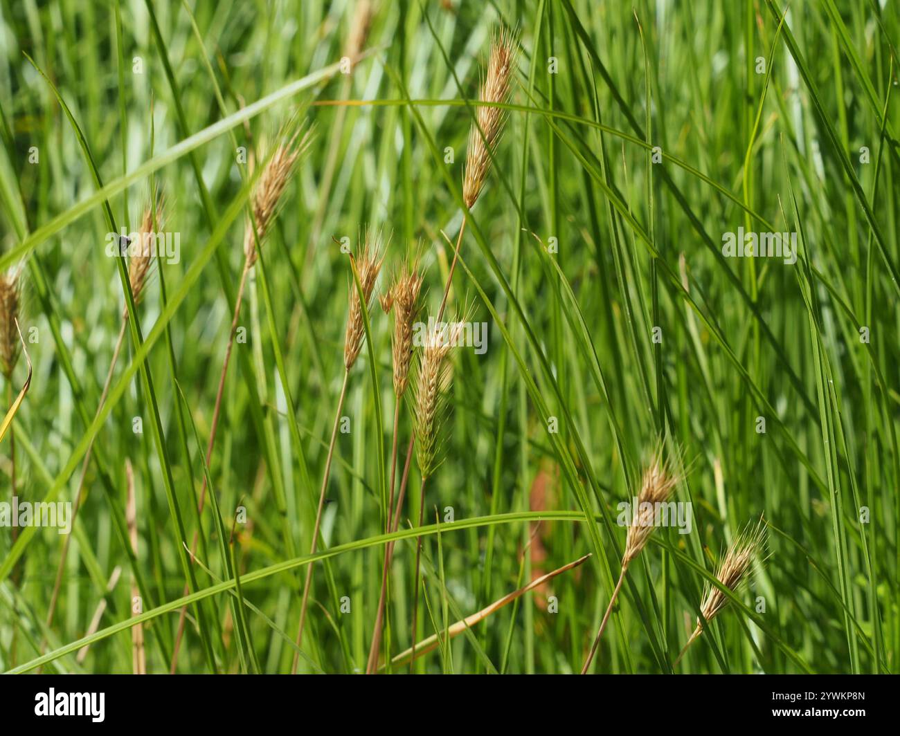 grasses, sedges, cattails, and allies (Poales Stock Photo - Alamy