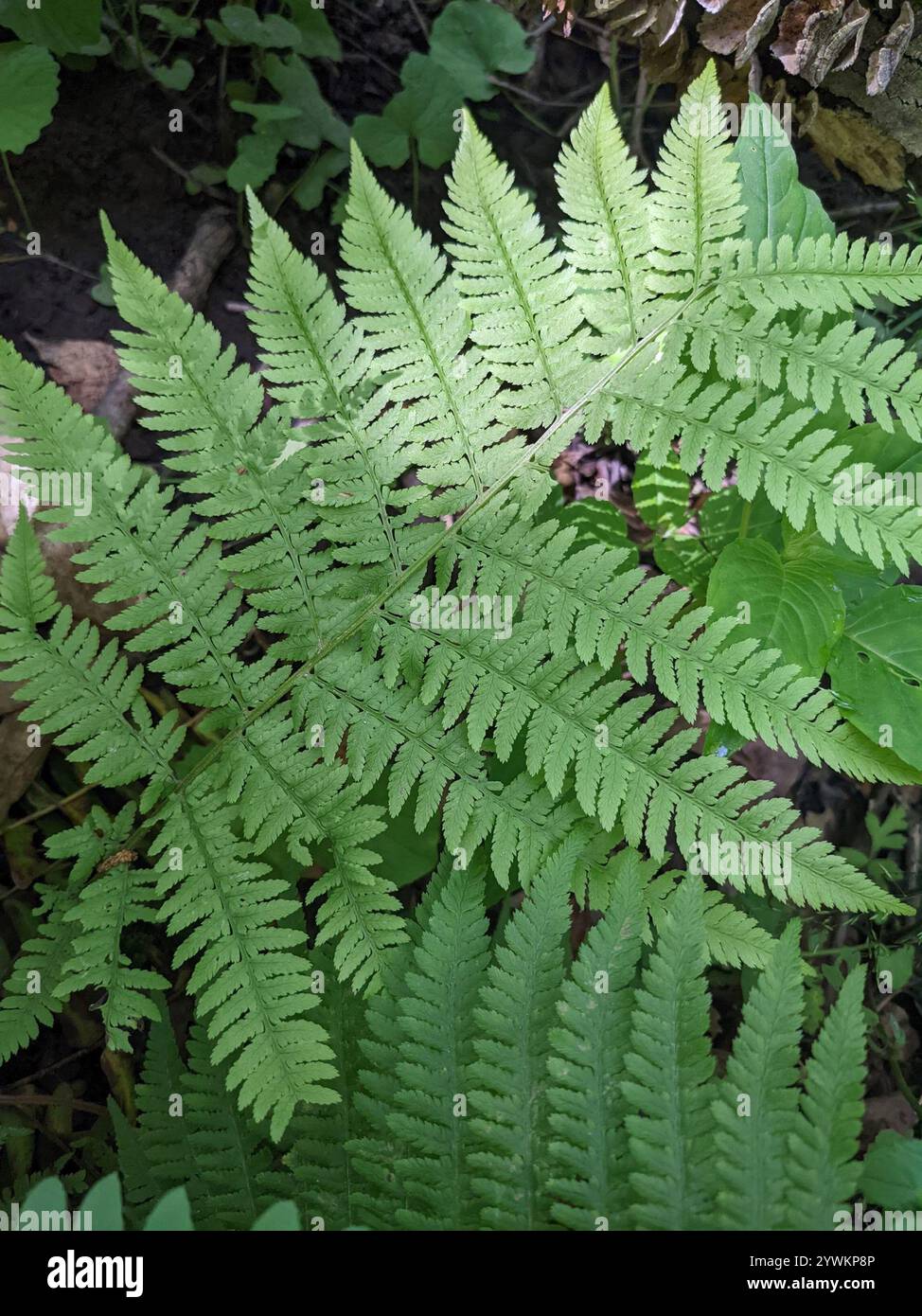 northern lady fern (Athyrium angustum Stock Photo - Alamy