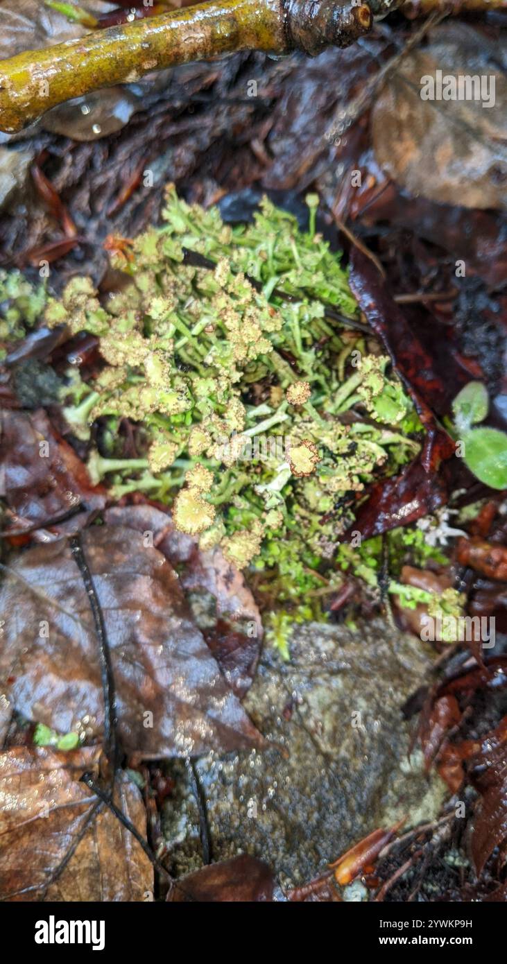 Ladder Lichen (Cladonia verticillata Stock Photo - Alamy