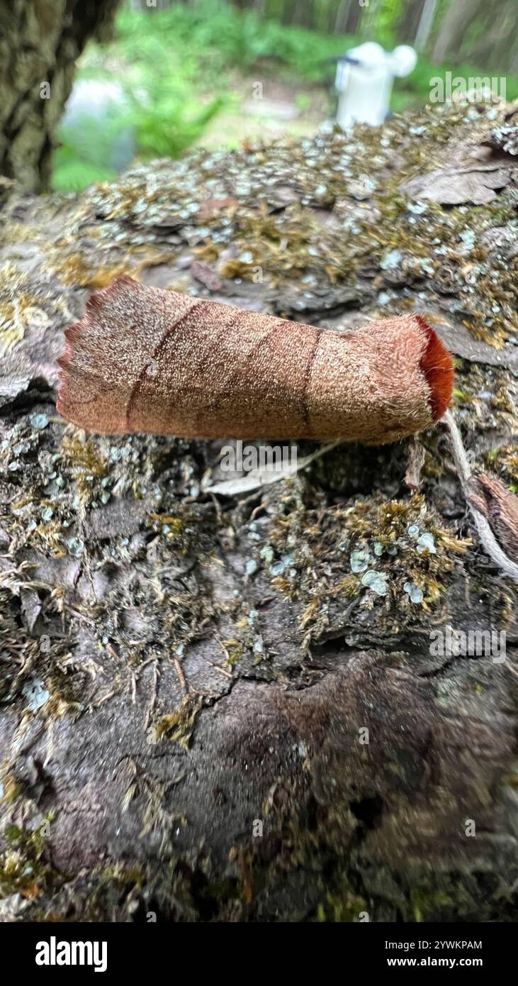 Yellow-necked Caterpillar Moth (Datana ministra Stock Photo - Alamy