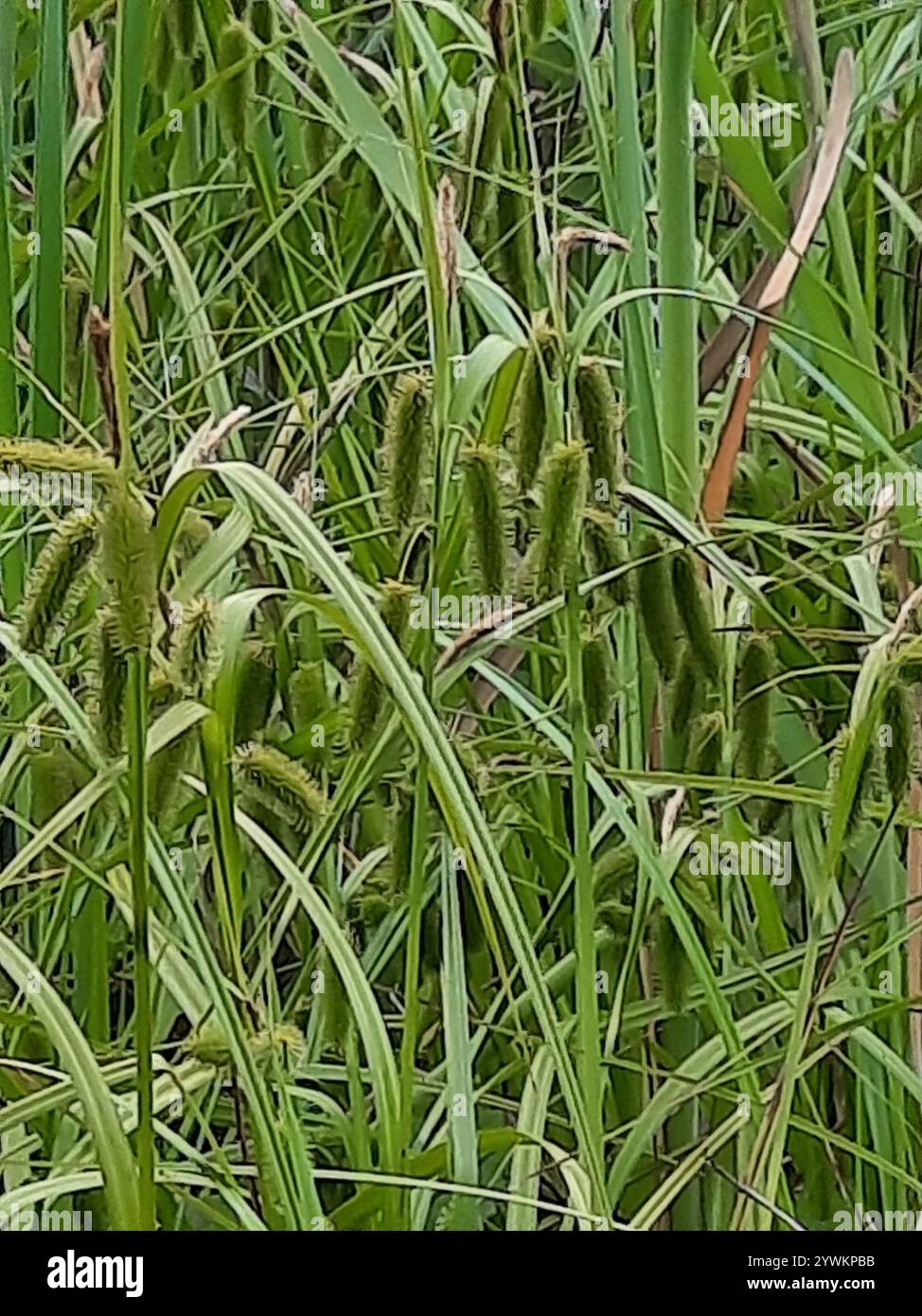 Carex comosa hi-res stock photography and images - Alamy