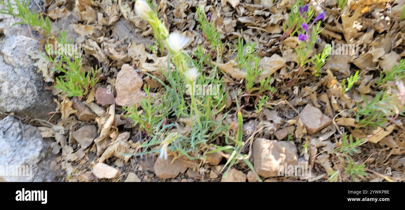 spearleaf agoseris (Agoseris retrorsa Stock Photo - Alamy