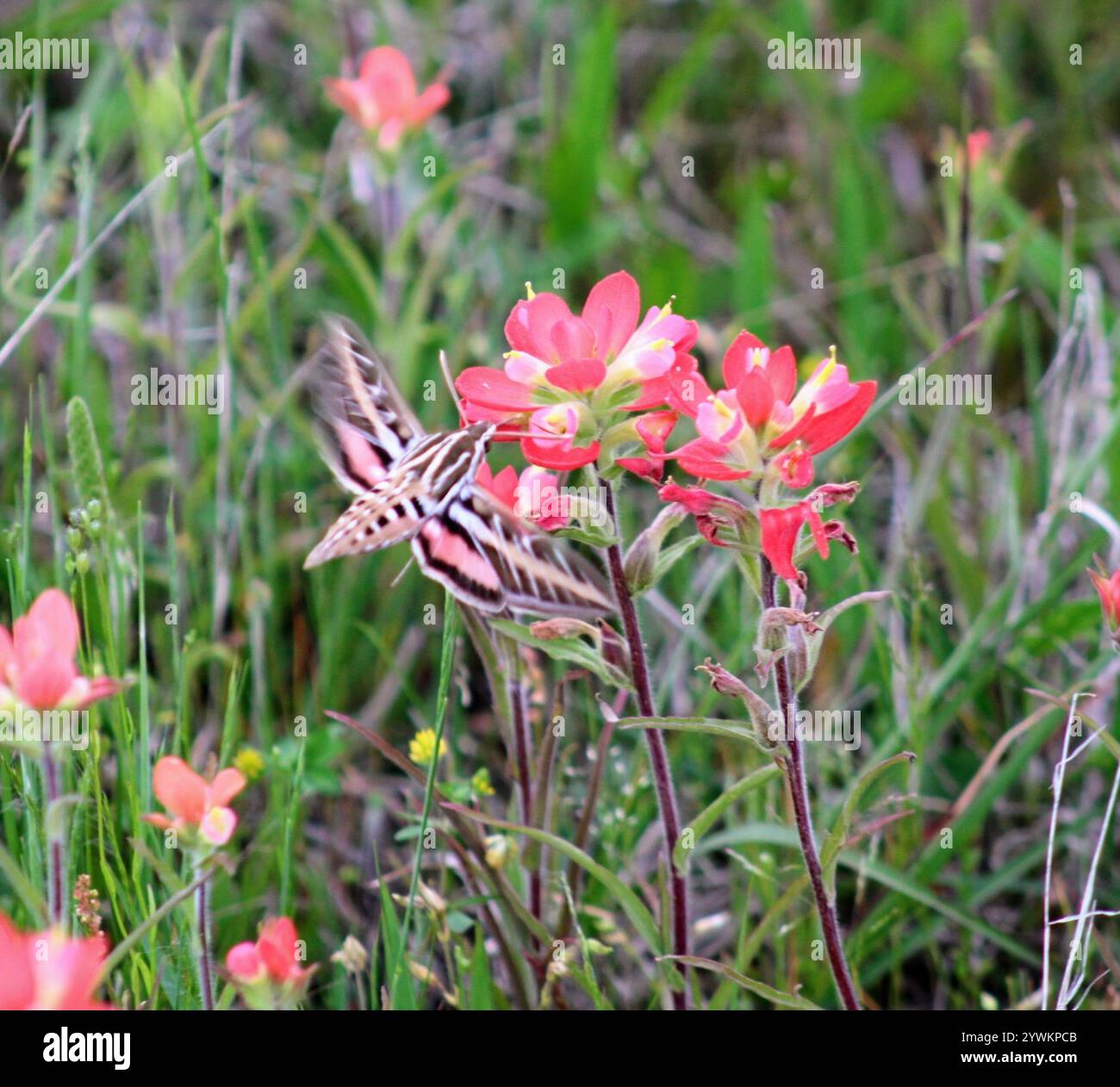 White-lined Sphinx (Hyles lineata Stock Photo - Alamy