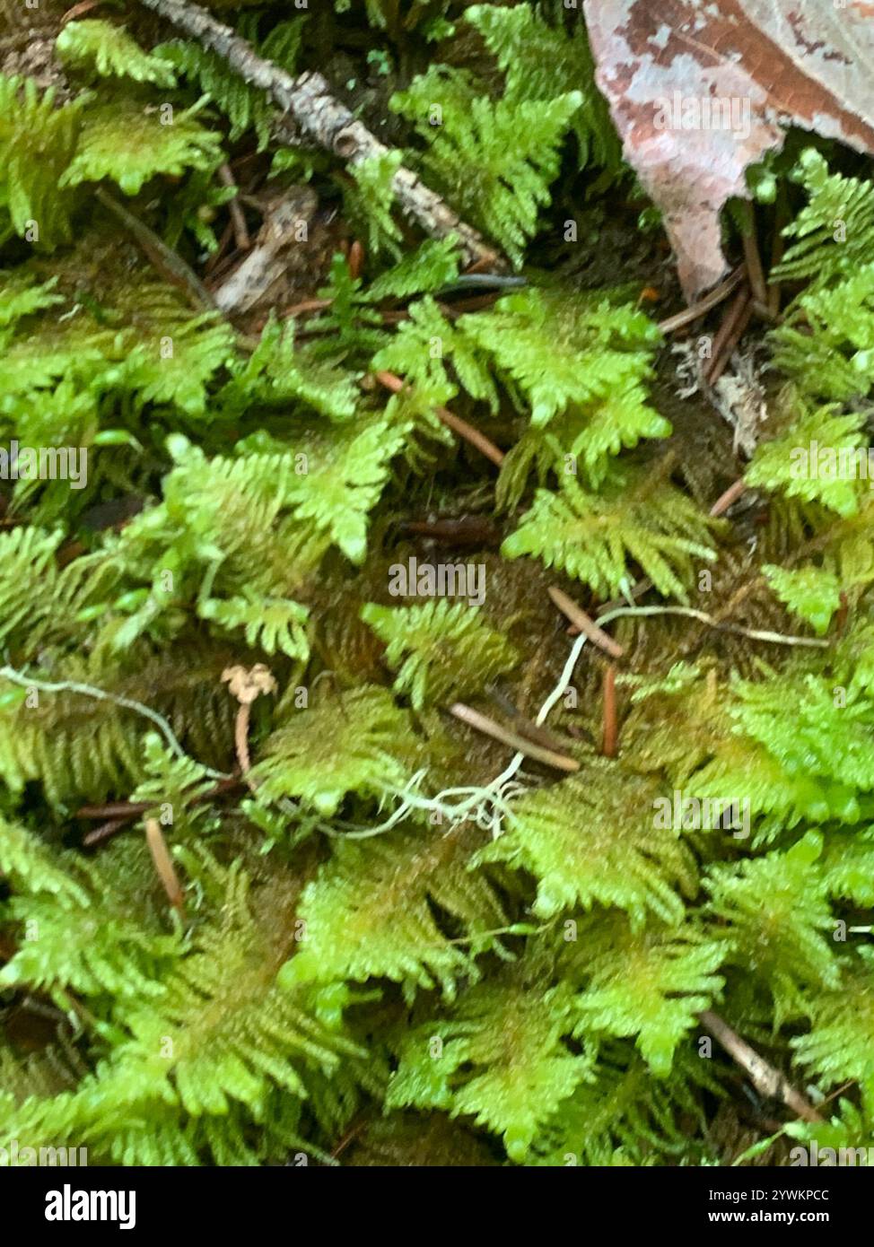 Ostrich-plume Moss (Ptilium crista-castrensis Stock Photo - Alamy