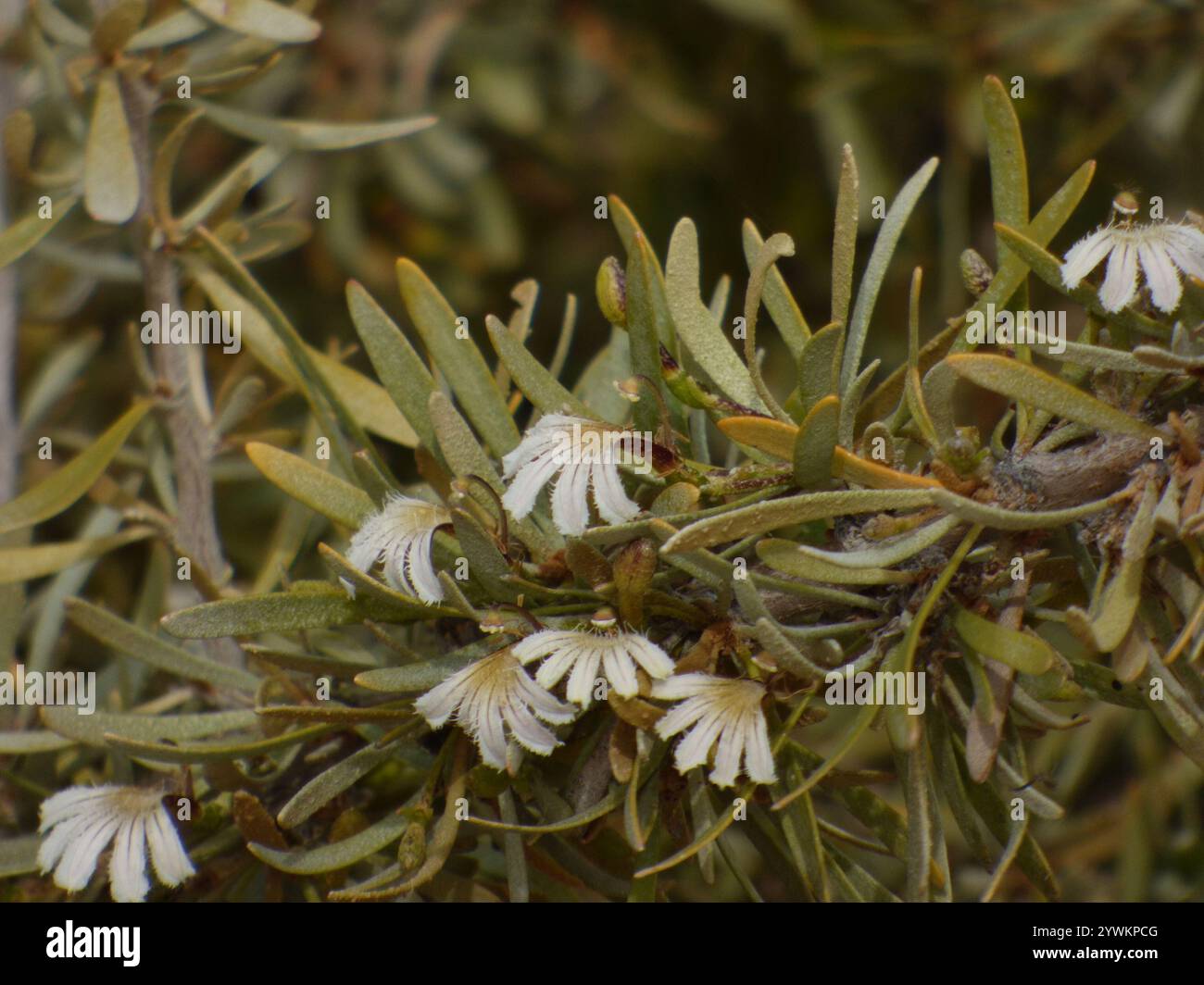 Spiny Fan-flower (Scaevola spinescens Stock Photo - Alamy