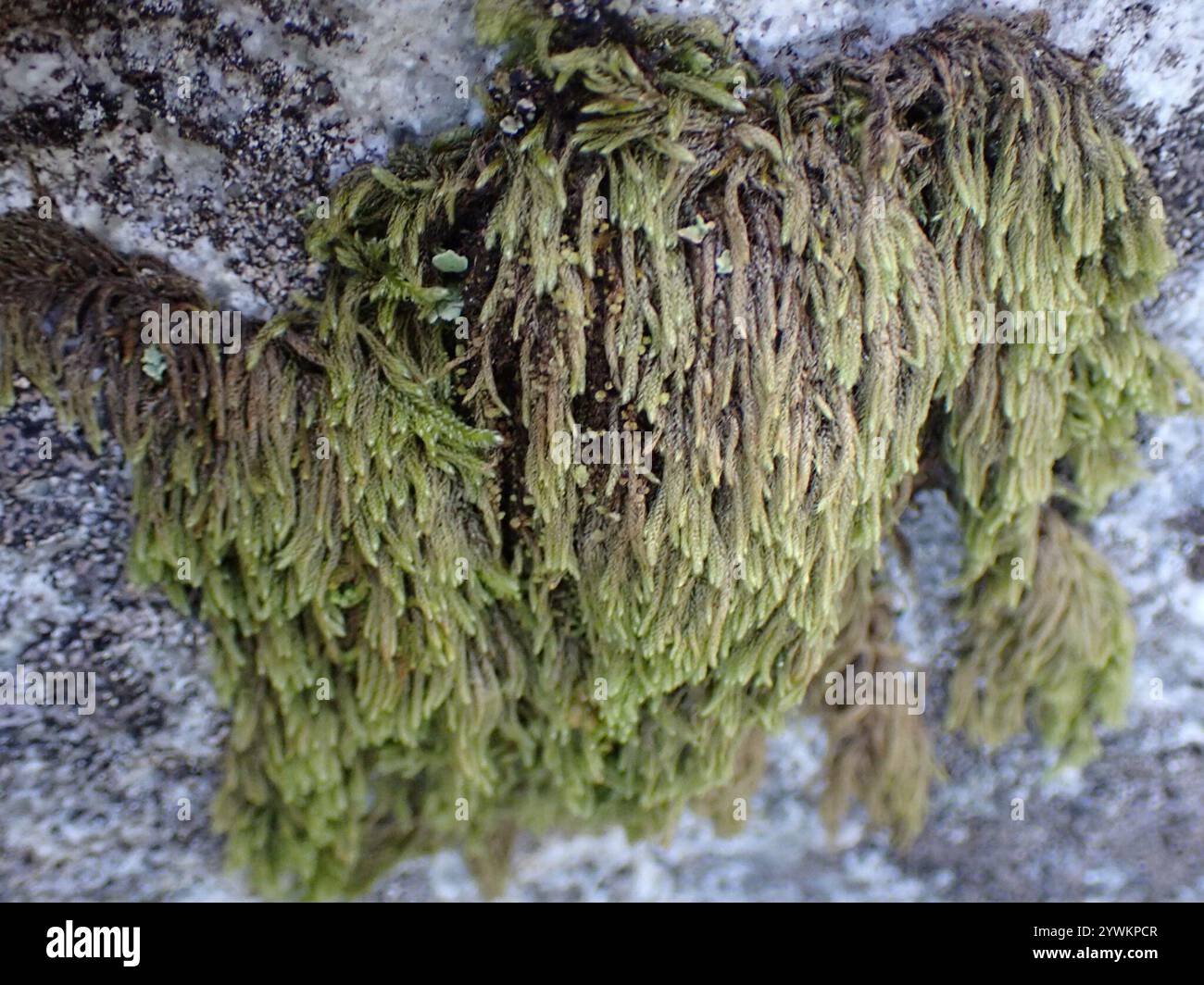 Coiled-leaf claw-moss (Hypnum circinale Stock Photo - Alamy