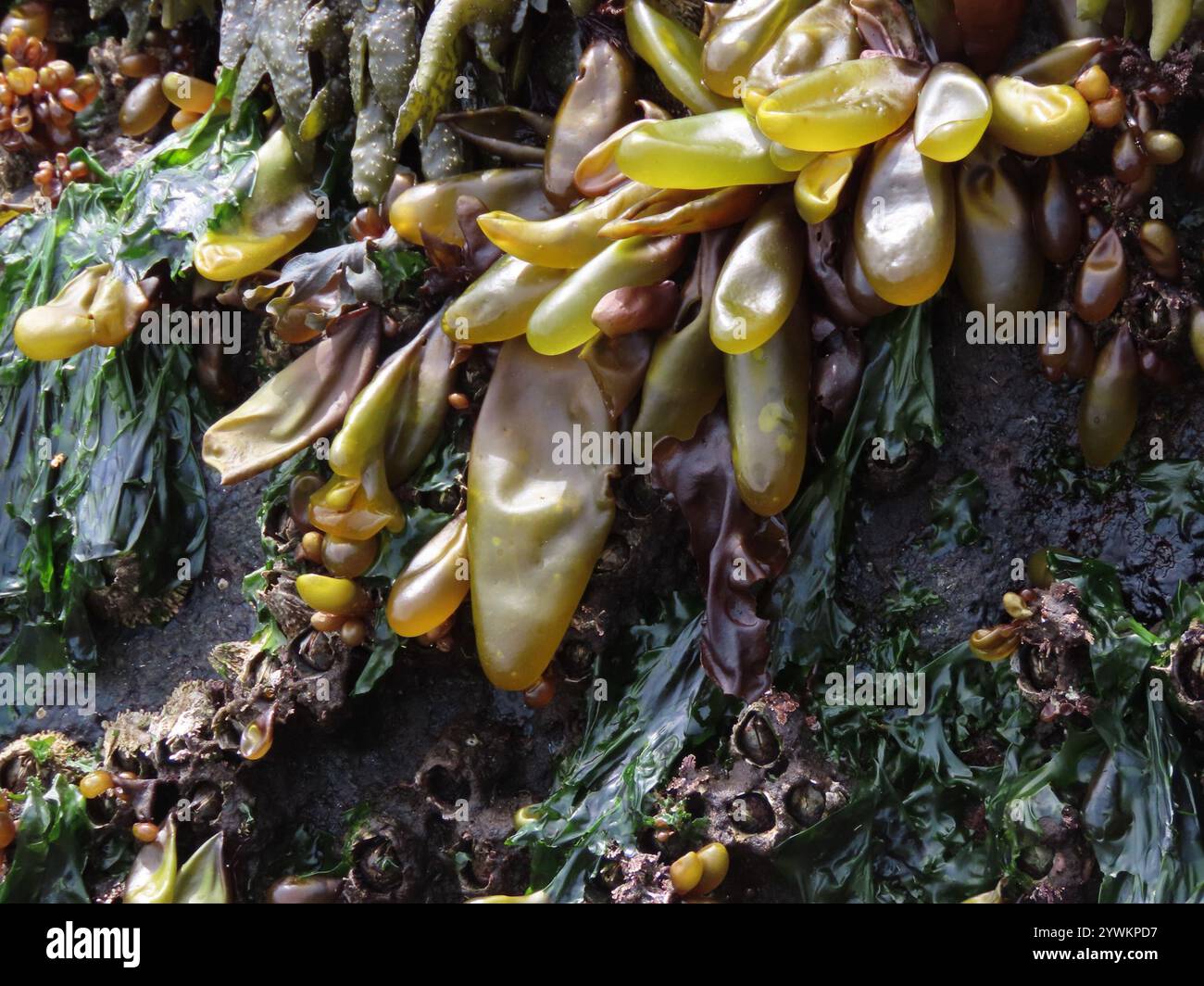 Sea Sacks (Halosaccion glandiforme Stock Photo - Alamy