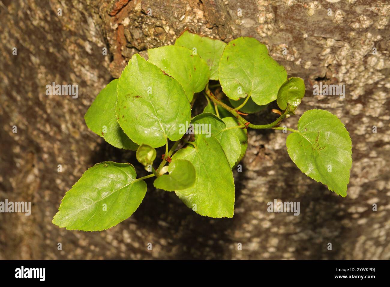 Italian alder (Alnus cordata Stock Photo - Alamy