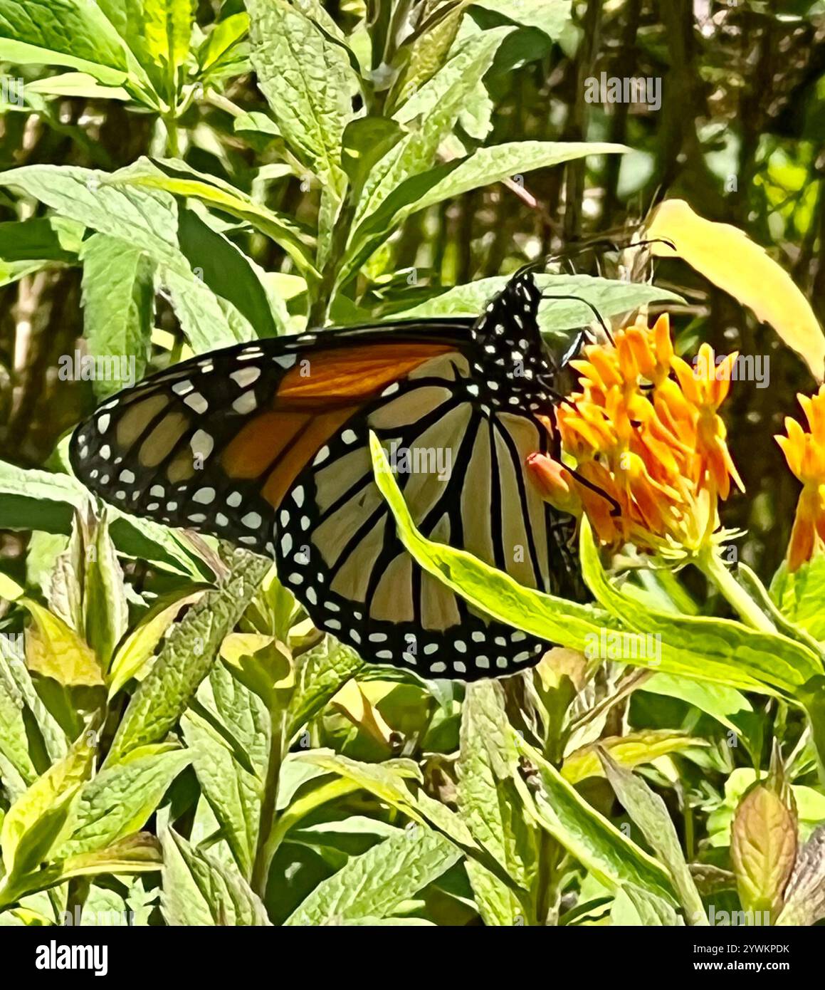 Monarch (Danaus plexippus Stock Photo - Alamy