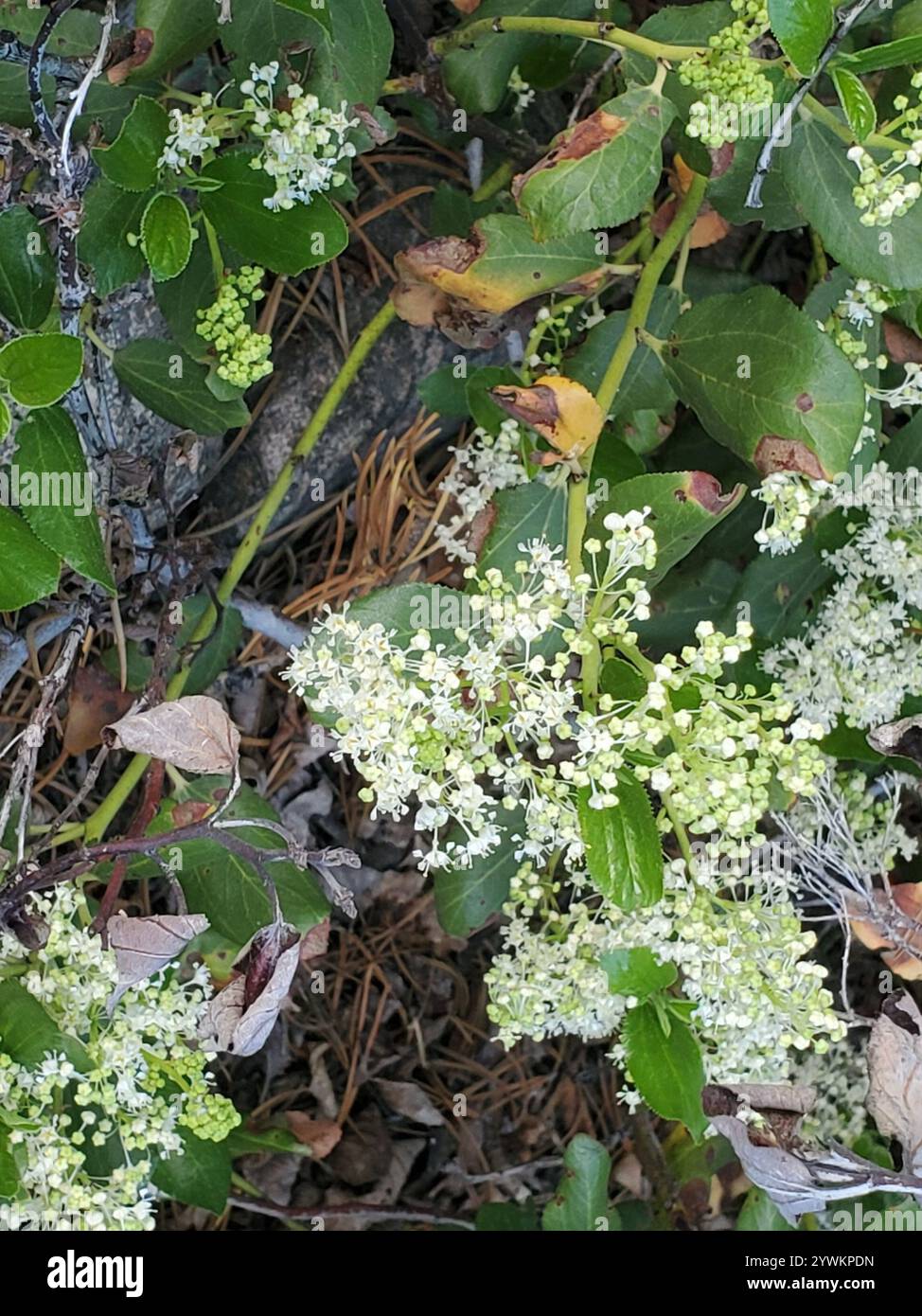 Snowbrush Ceanothus (Ceanothus velutinus Stock Photo - Alamy