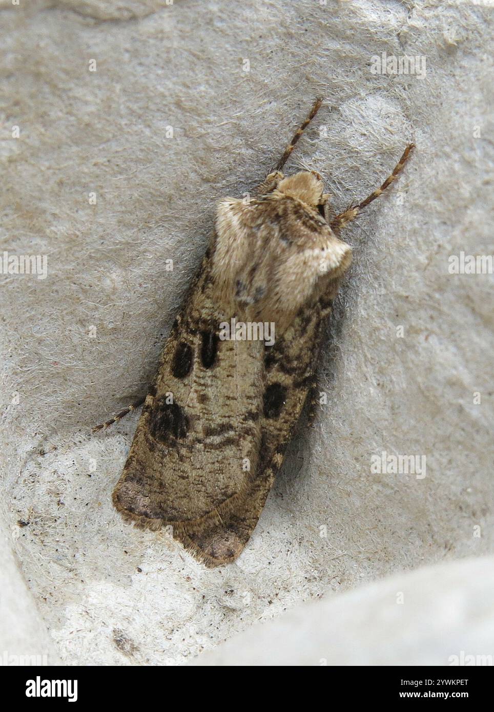 Poplar Grey (Acronicta megacephala Stock Photo - Alamy