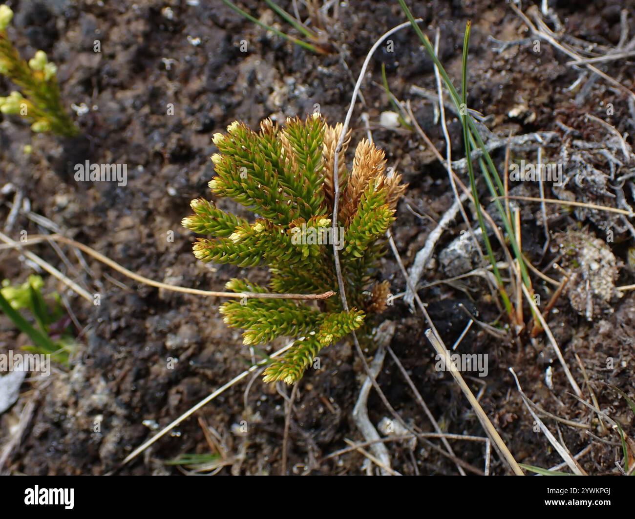 prickly tree-clubmoss (Dendrolycopodium dendroideum Stock Photo - Alamy