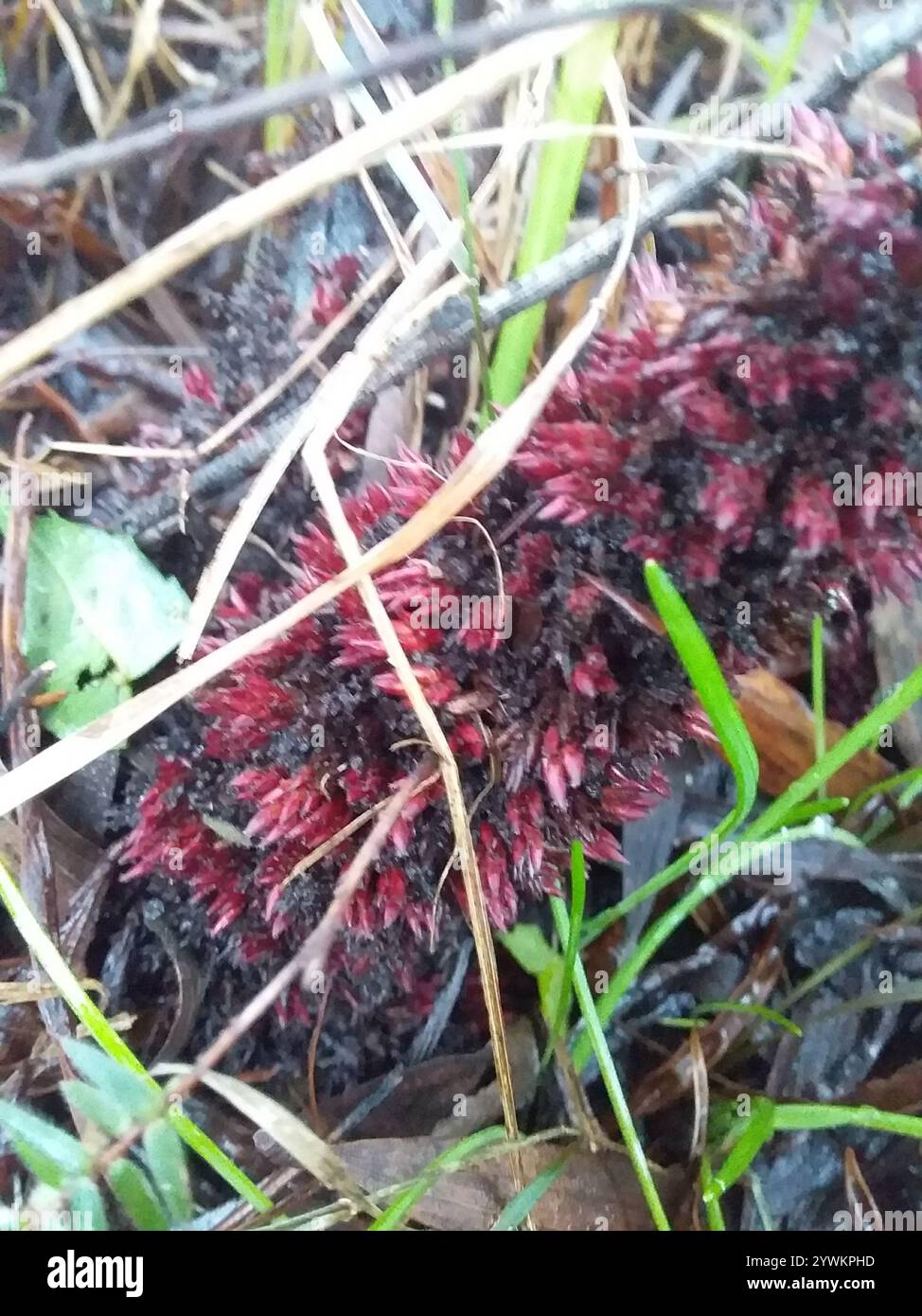 Mount Lofty Ground-berry (Acrotriche fasciculiflora Stock Photo - Alamy