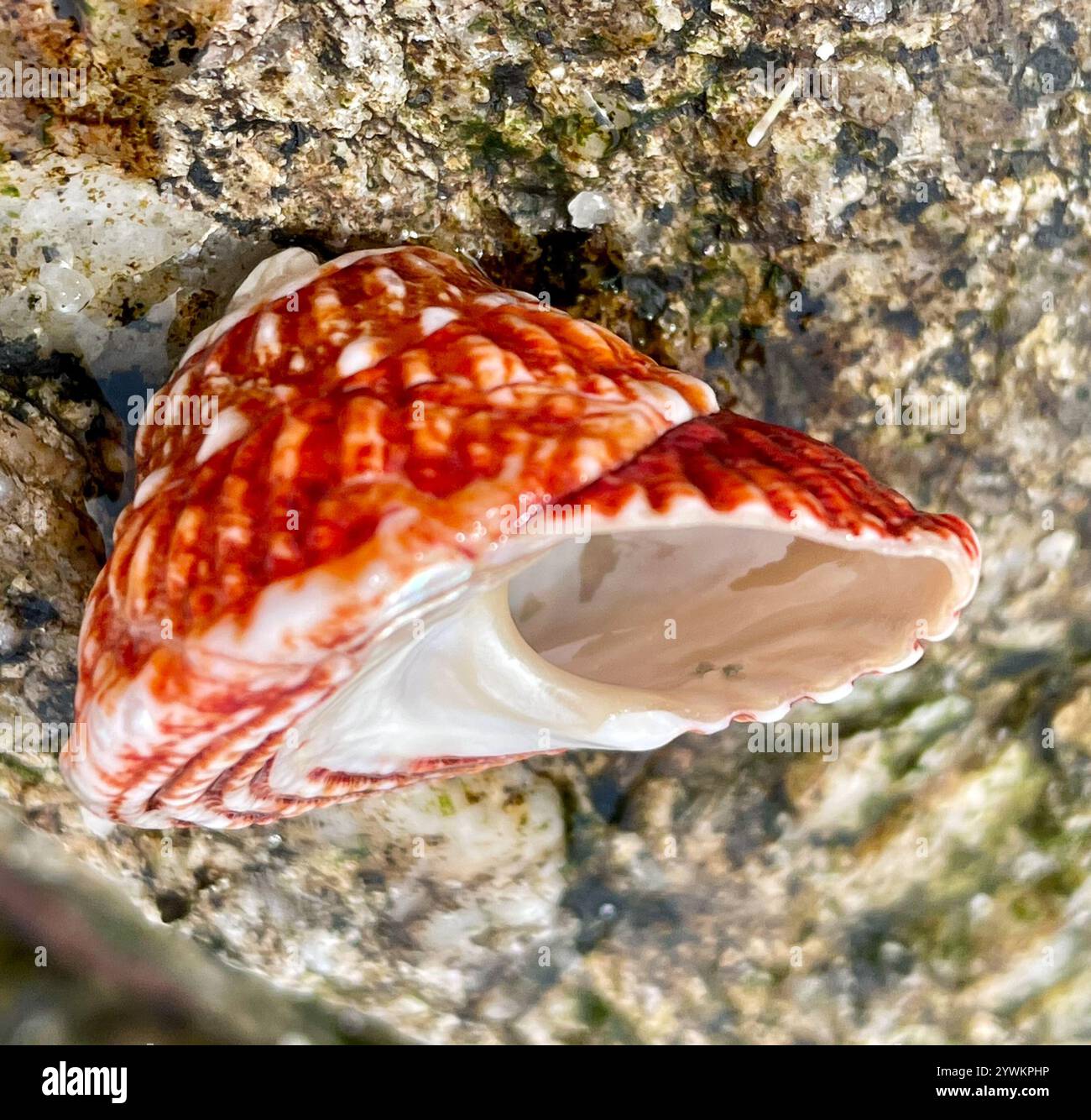 Red Turban Snail (Pomaulax gibberosus Stock Photo - Alamy