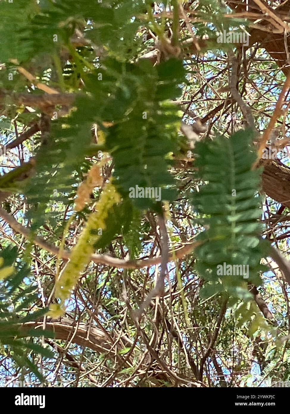 Neltuma juliflora hi-res stock photography and images - Alamy