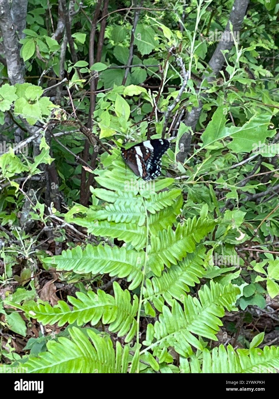 American White Admiral (Limenitis arthemis arthemis Stock Photo - Alamy