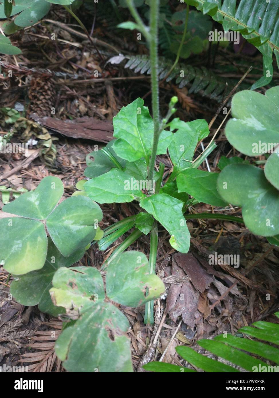 American trailplant (Adenocaulon bicolor Stock Photo - Alamy