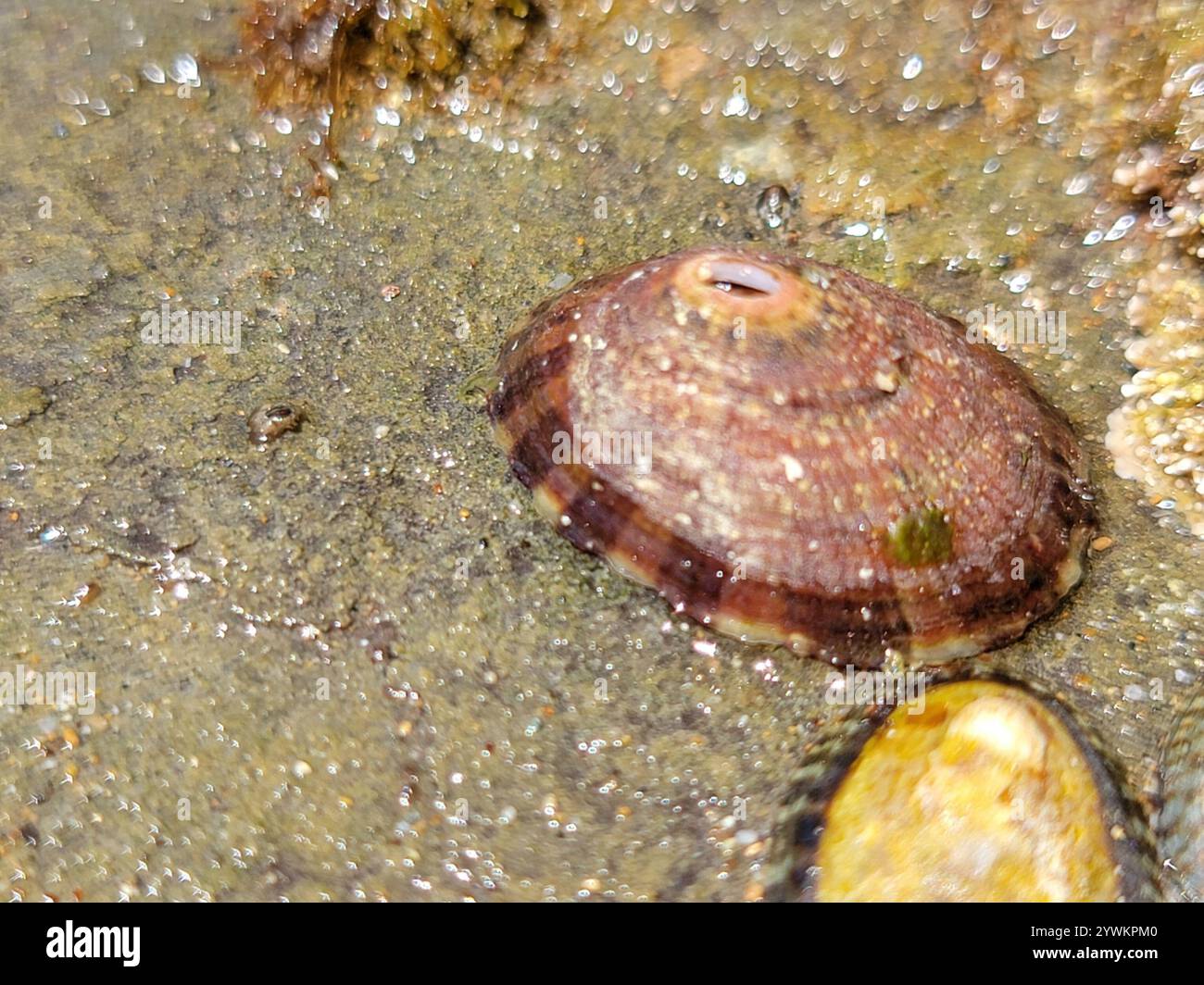Volcano Keyhole Limpet (Fissurella volcano Stock Photo - Alamy