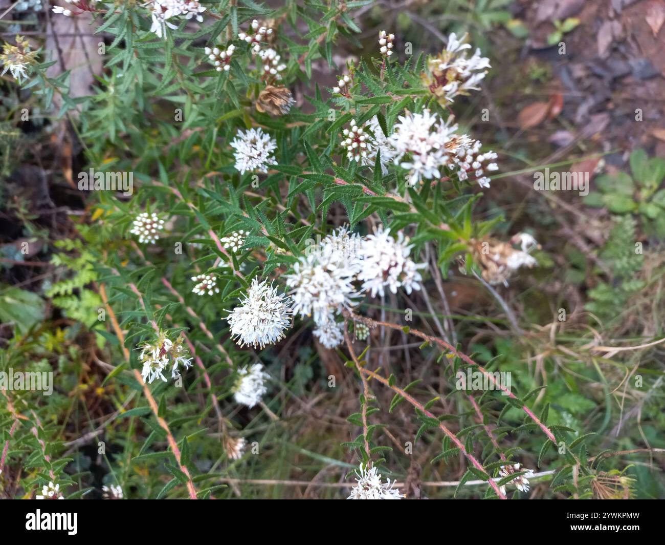 Cape Buchu (Agathosma capensis Stock Photo - Alamy