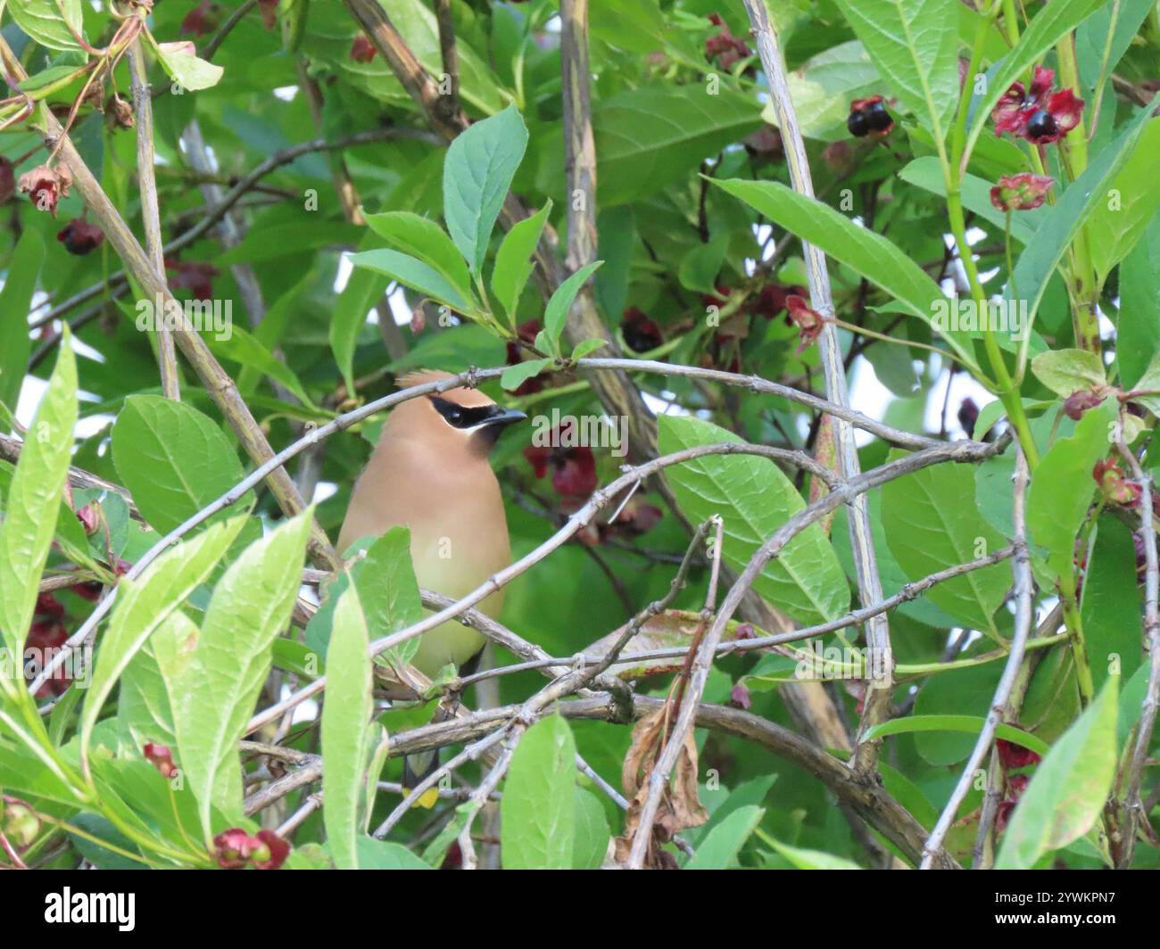Cedar Waxwing (Bombycilla cedrorum Stock Photo - Alamy