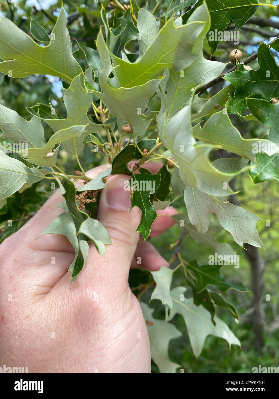 bear oak (Quercus ilicifolia Stock Photo - Alamy