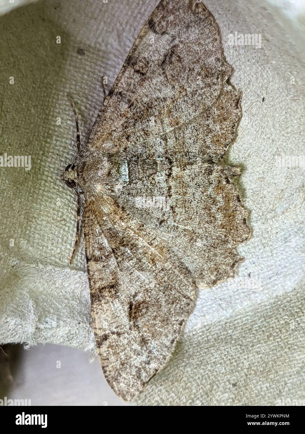 Mottled beauty alcis repandata hi-res stock photography and images - Alamy