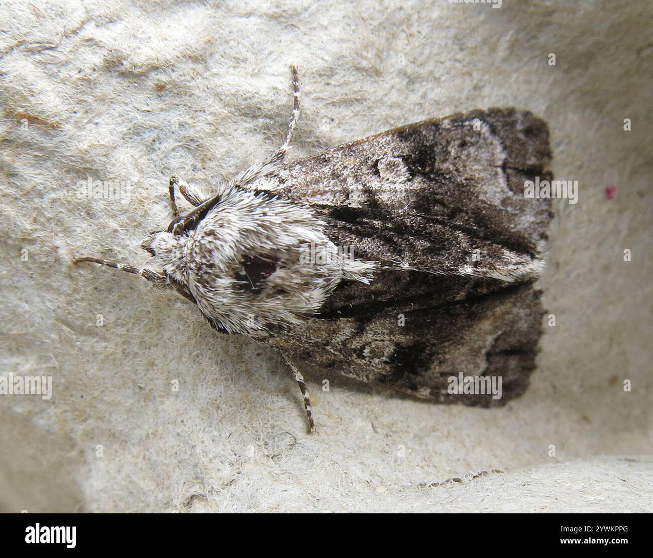 Alder Moth (Acronicta alni Stock Photo - Alamy