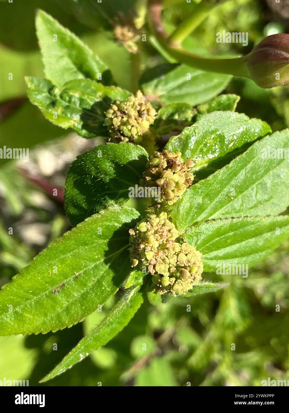 Asthma plant (Euphorbia hirta Stock Photo - Alamy