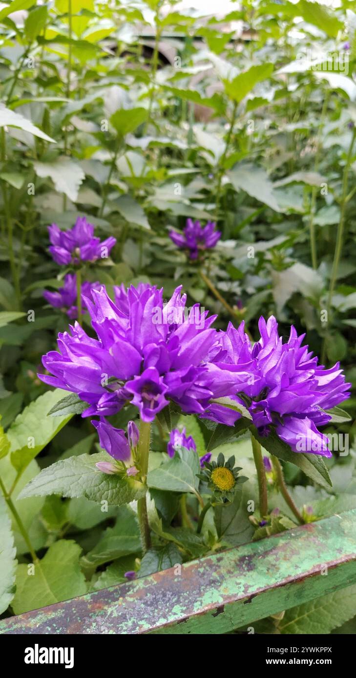 clustered bellflower (Campanula glomerata Stock Photo - Alamy