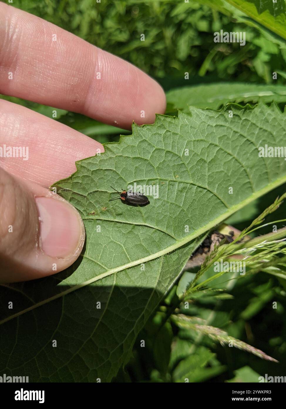 Lampyrinae hi-res stock photography and images - Alamy