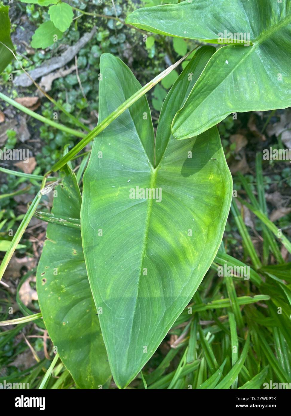 Green Arrow Arum (Peltandra virginica Stock Photo - Alamy