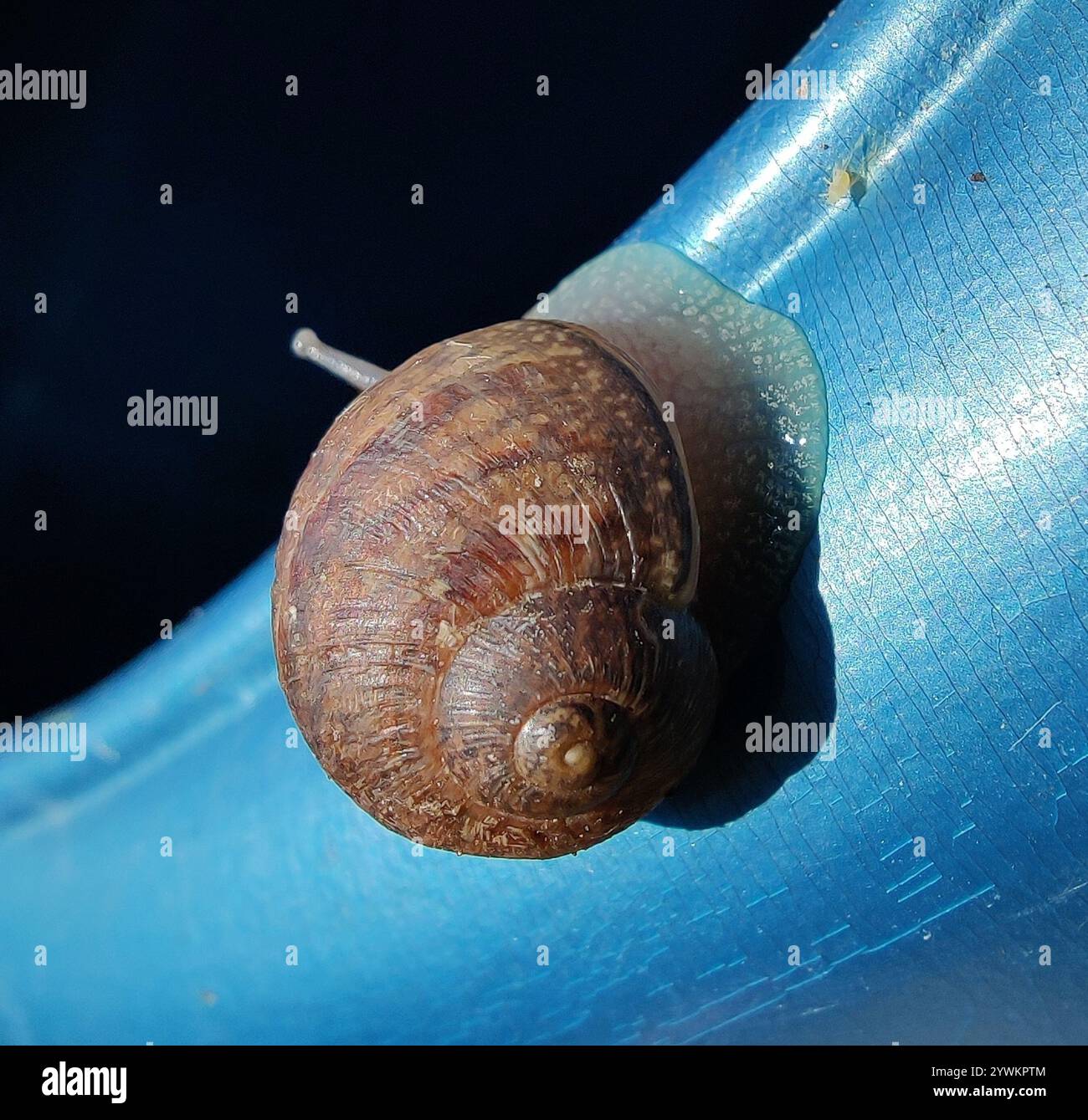 Garden Snail (Cornu aspersum Stock Photo - Alamy