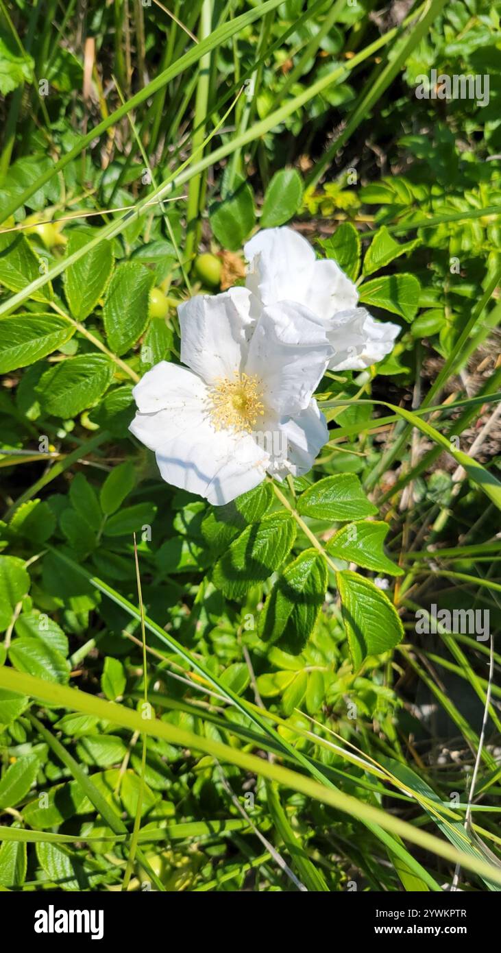 rugosa rose (Rosa rugosa Stock Photo - Alamy