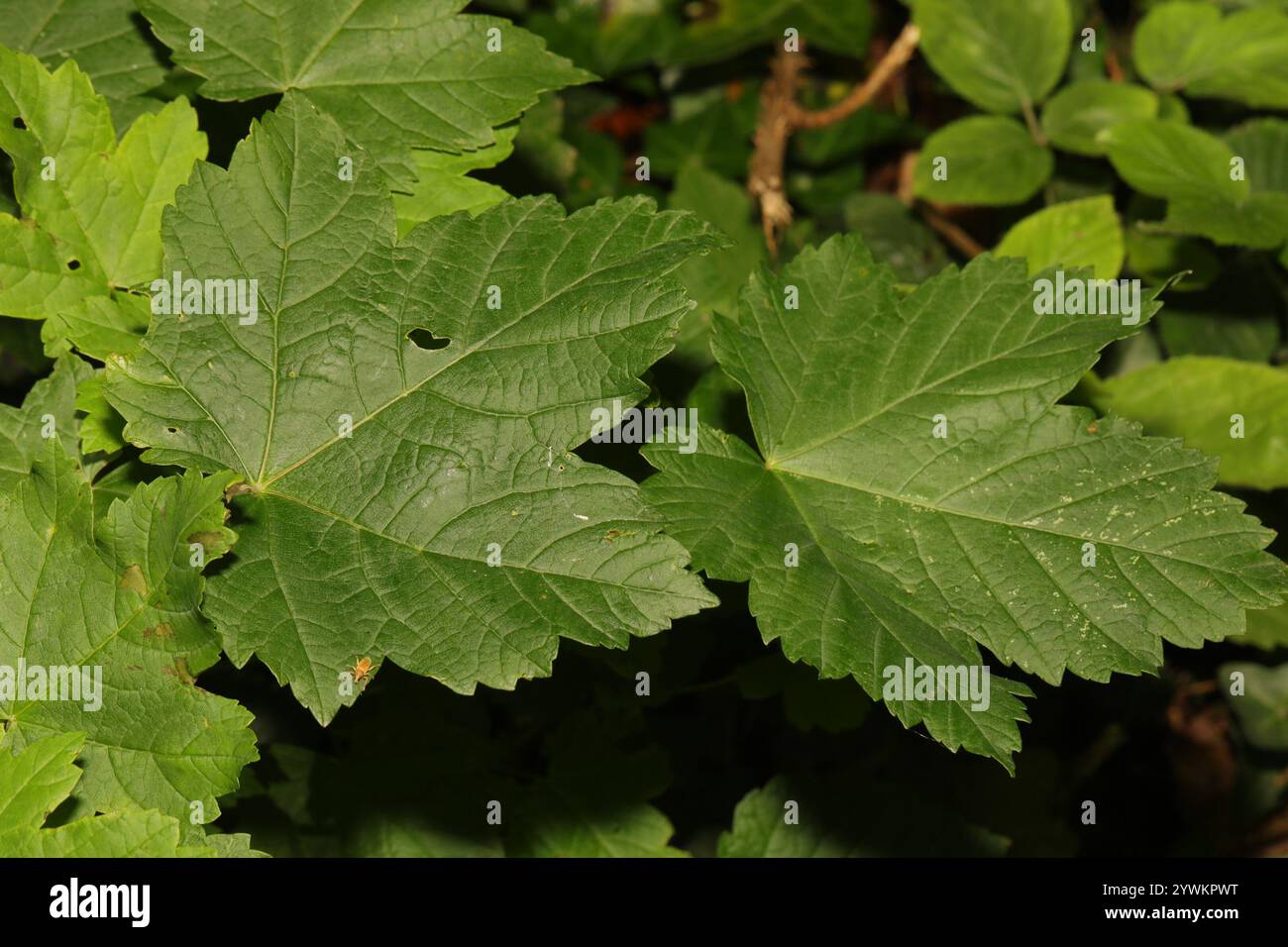 sycamore maple (Acer pseudoplatanus Stock Photo - Alamy