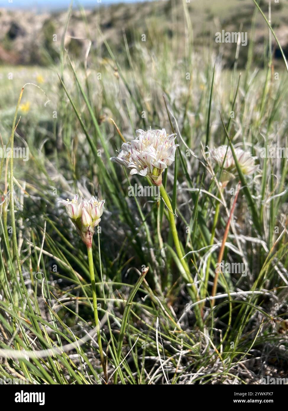 Textile onion (Allium textile Stock Photo - Alamy