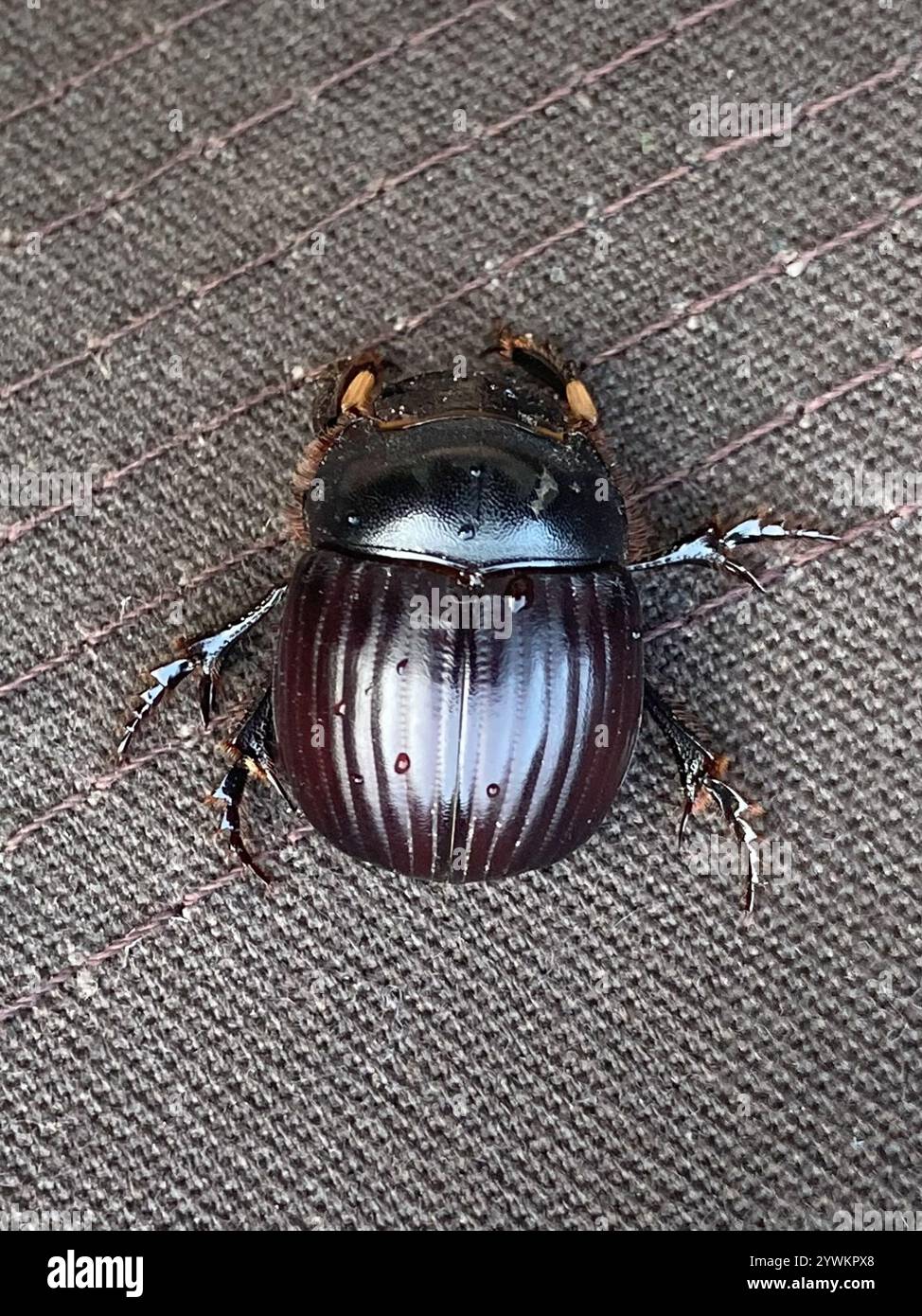 Carolina Dung Beetle (Dichotomius carolinus Stock Photo - Alamy