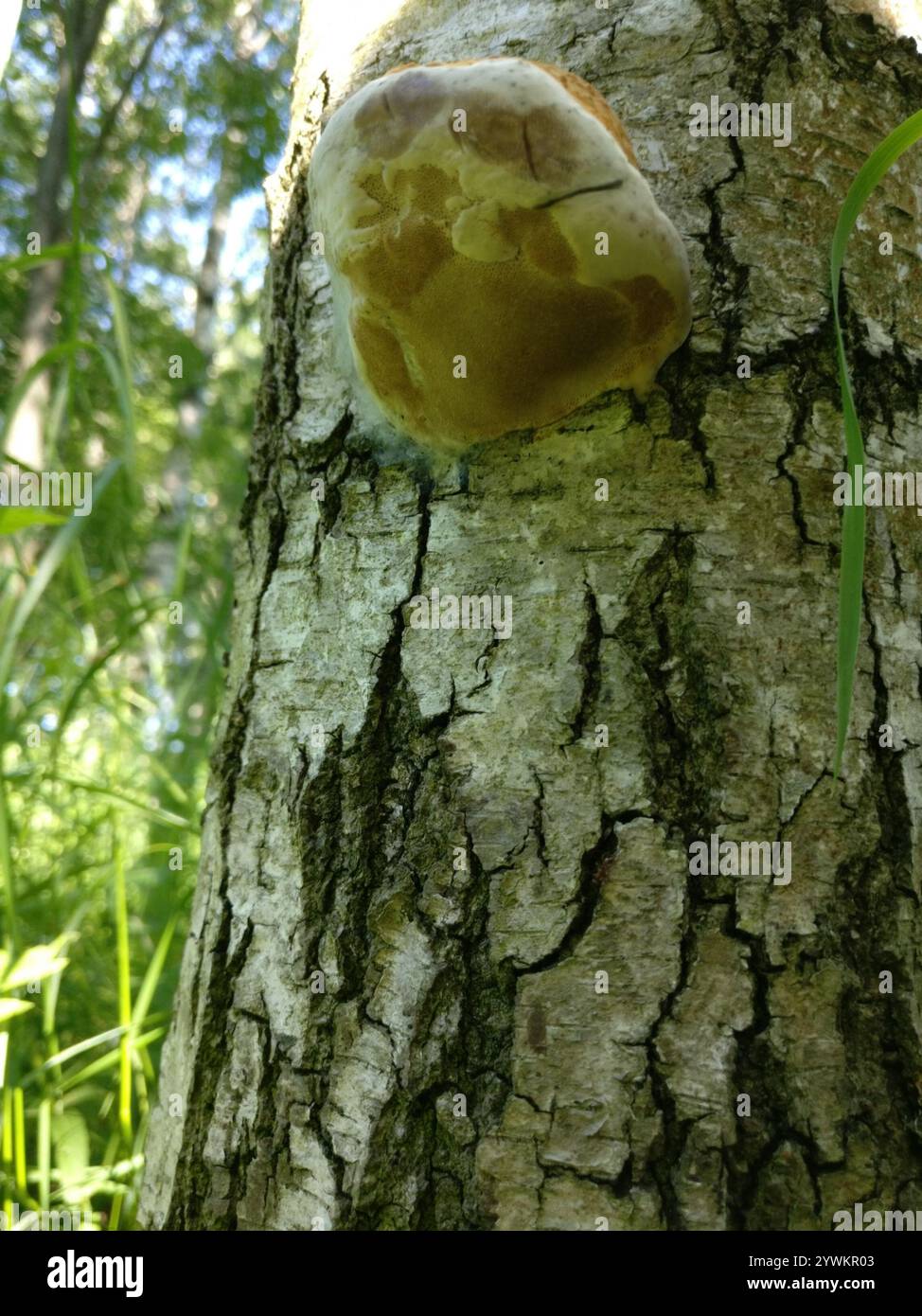 Hoof Fungus (Fomes fomentarius Stock Photo - Alamy
