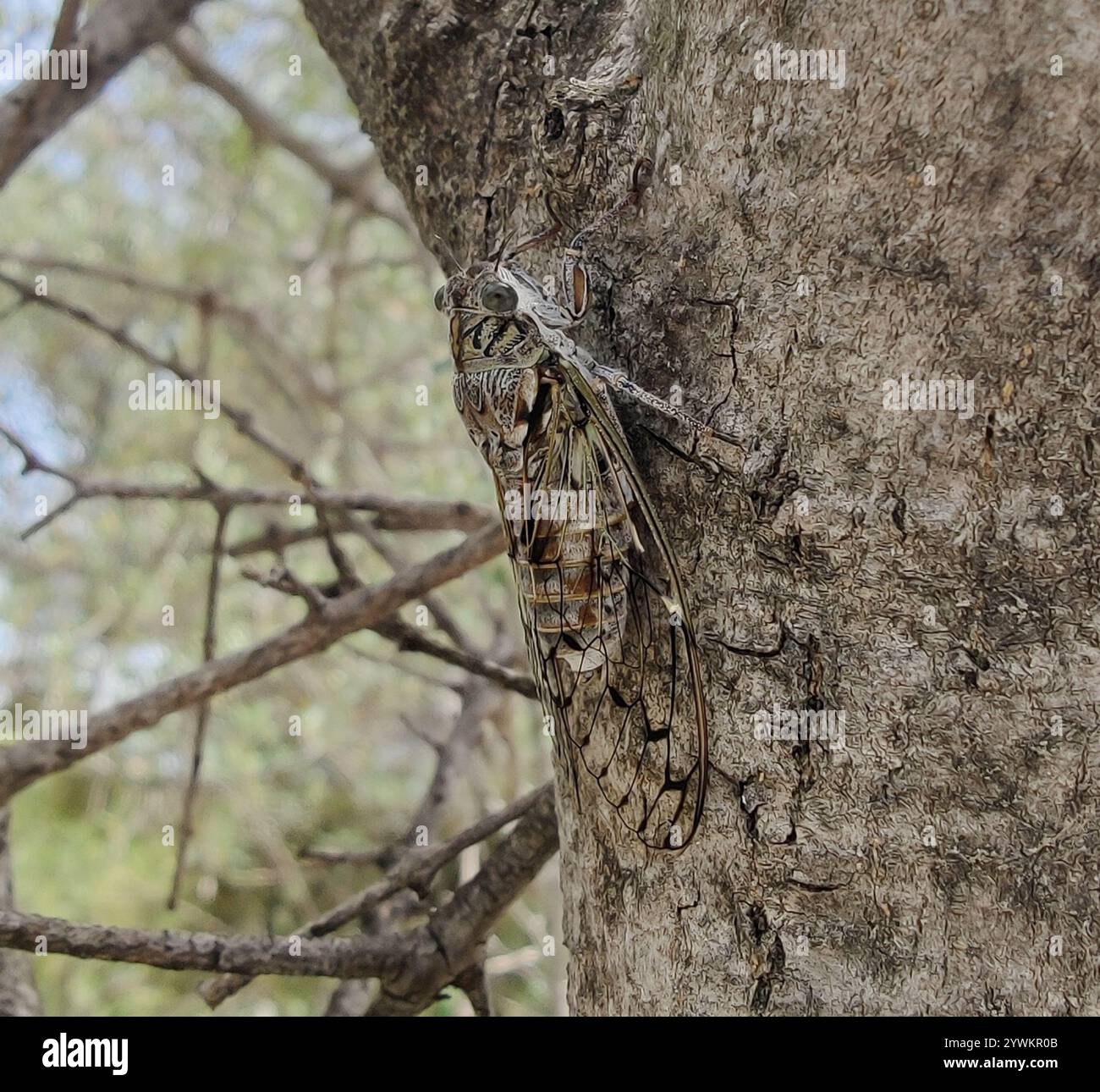 Ash Cicada (Cicada orni Stock Photo - Alamy