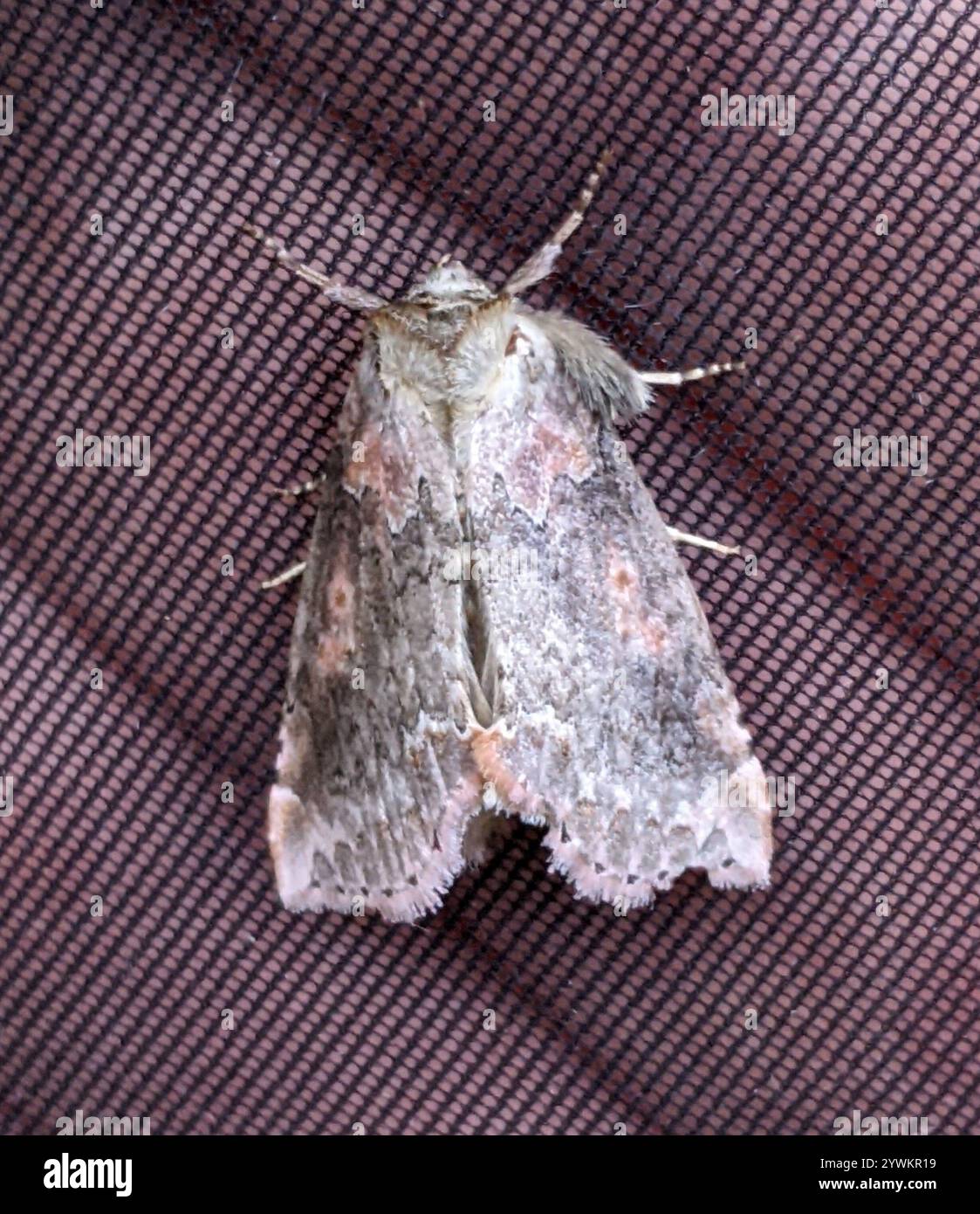 Tufted Thyatirine Moth (Pseudothyatira cymatophoroides Stock Photo - Alamy