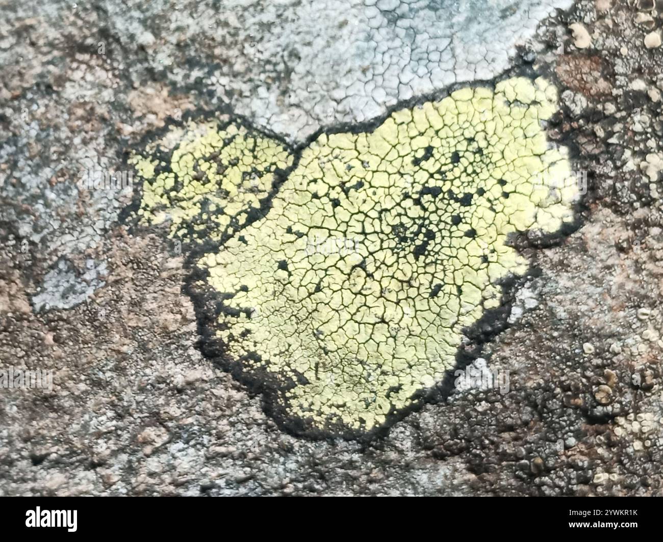 yellow map lichen (Rhizocarpon geographicum Stock Photo - Alamy