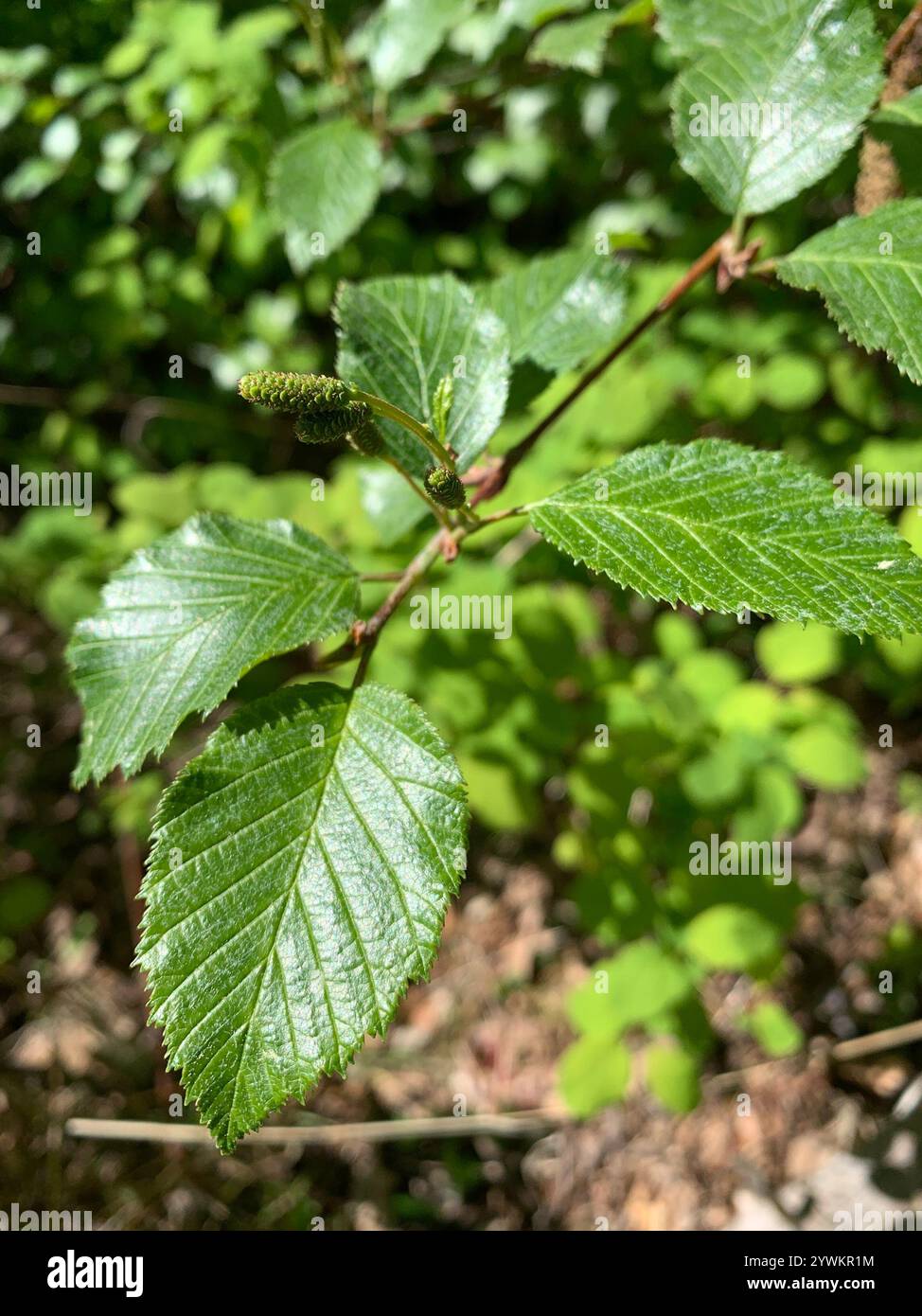 green alder (Alnus alnobetula Stock Photo - Alamy