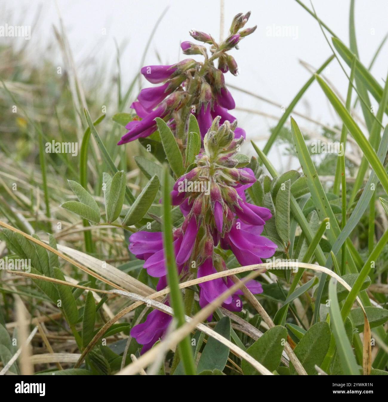Alpine sainfoin (Hedysarum hedysaroides Stock Photo - Alamy