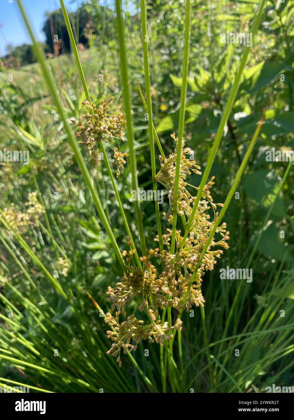Soft Rush (Juncus effusus Stock Photo - Alamy