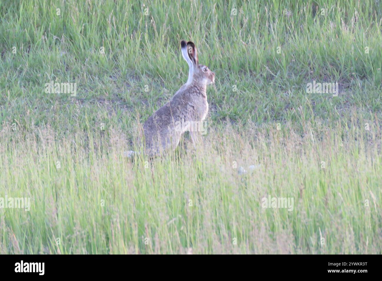 White-tailed Jackrabbit (Lepus townsendii Stock Photo - Alamy