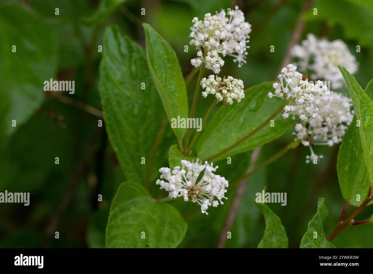 New Jersey tea (Ceanothus americanus Stock Photo - Alamy