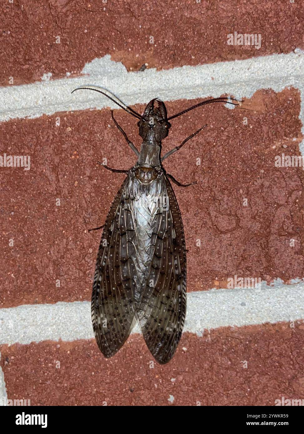 Eastern Dobsonfly (Corydalus cornutus Stock Photo - Alamy
