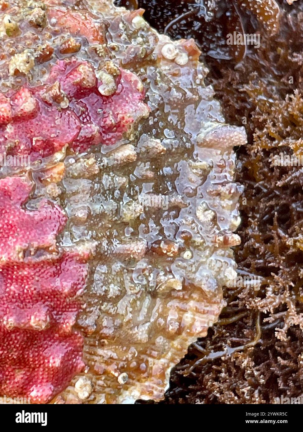 Giant Rock Scallop (Crassadoma gigantea Stock Photo - Alamy